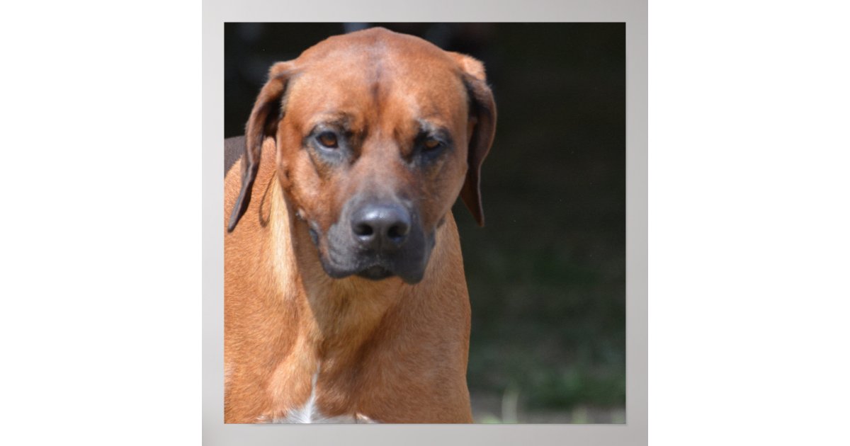 Gorgeous Rhodesian Ridgeback Poster | Zazzle