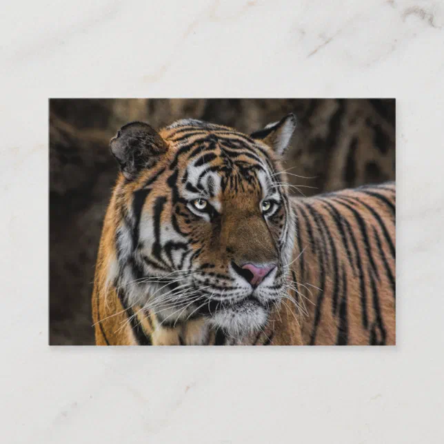 Gorgeous Tiger Sleek Wildcat Face Business Card | Zazzle