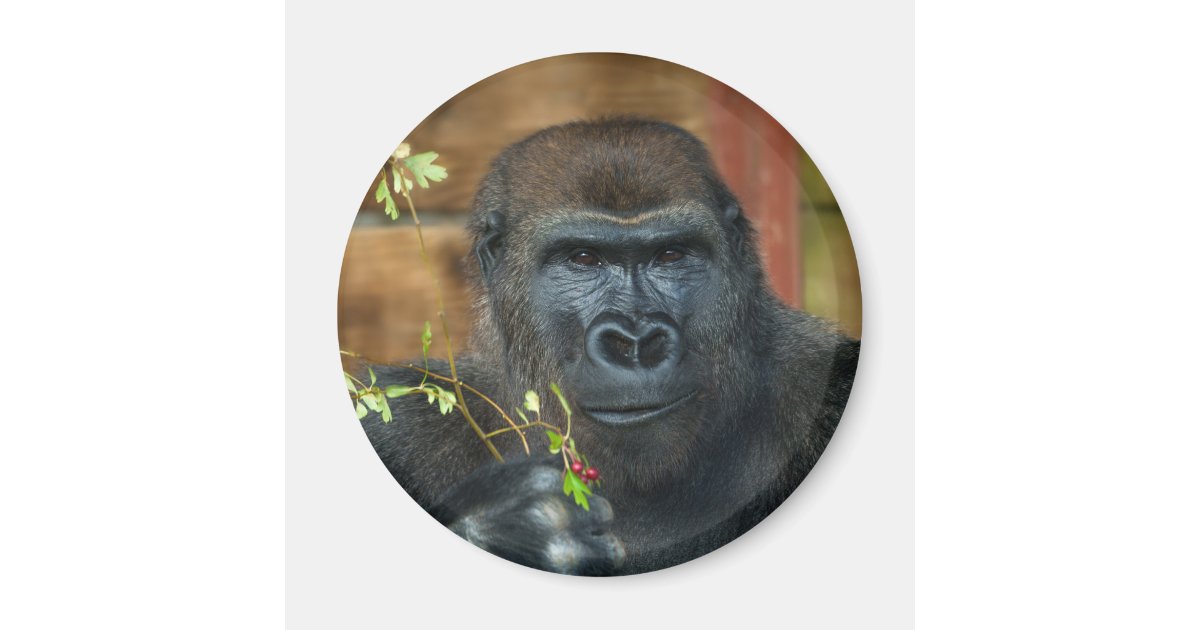 Gorilla And His Berries Magnet | Zazzle