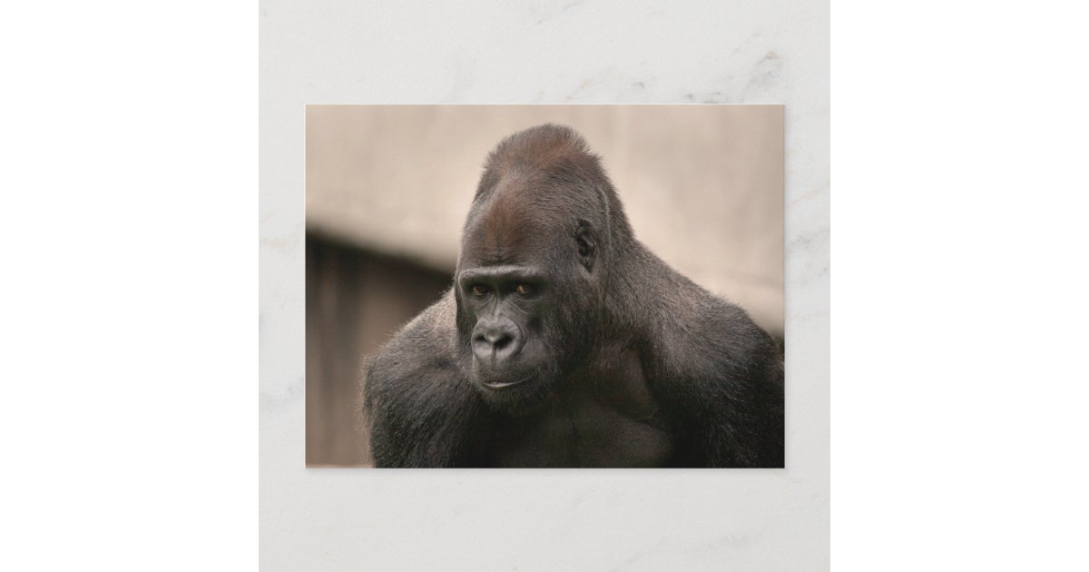 Gorilla Oscar 8645 Postcard | Zazzle