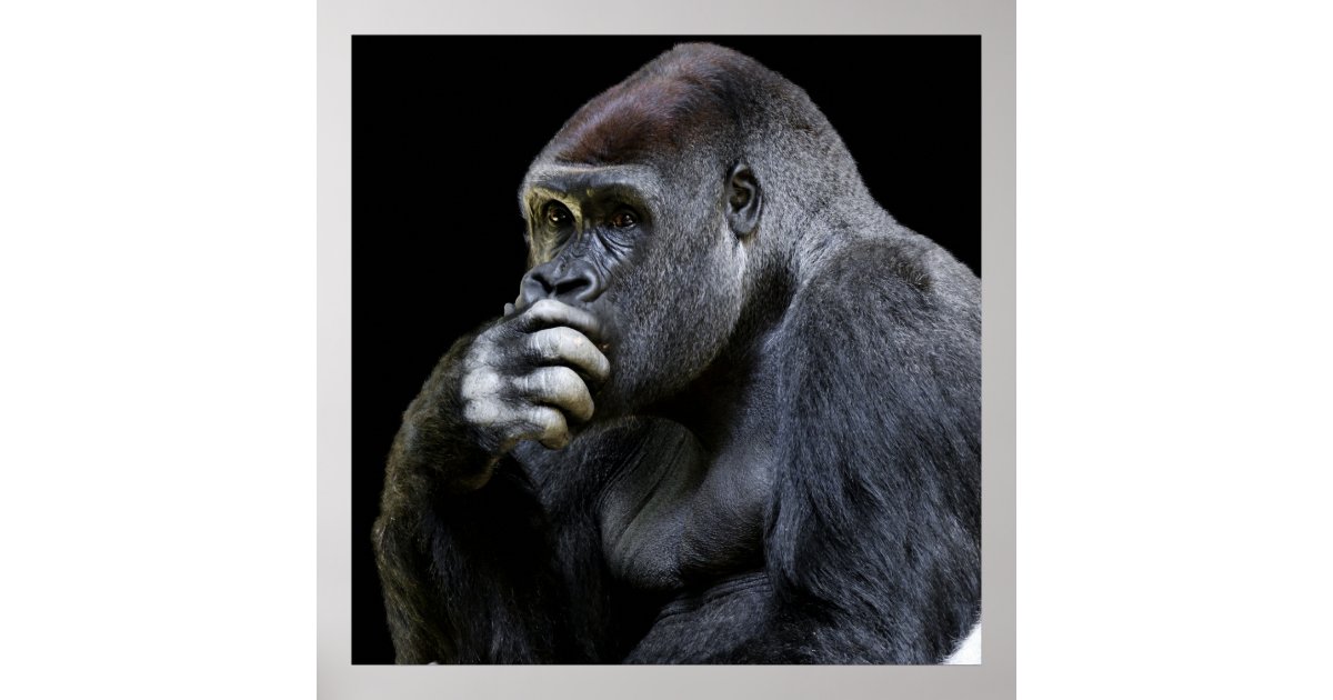 gorilla poster | Zazzle