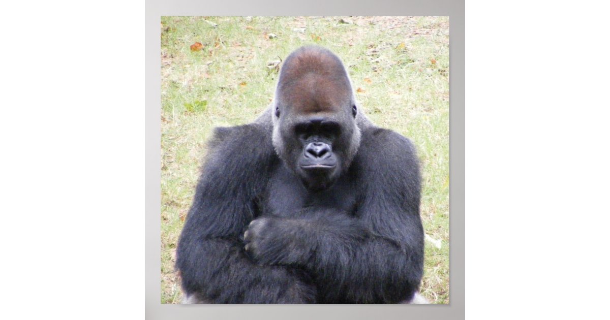 Gorilla Poster | Zazzle
