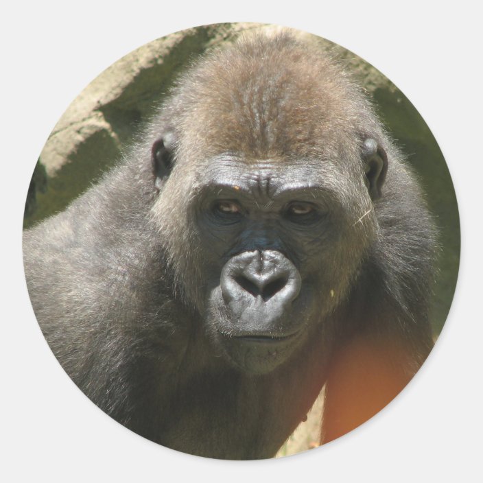 Gorilla Stickers | Zazzle.com