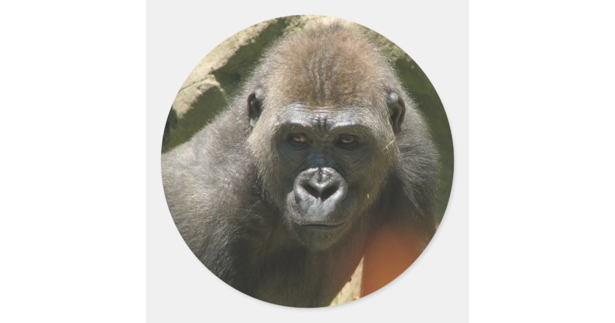 Gorilla Stickers | Zazzle