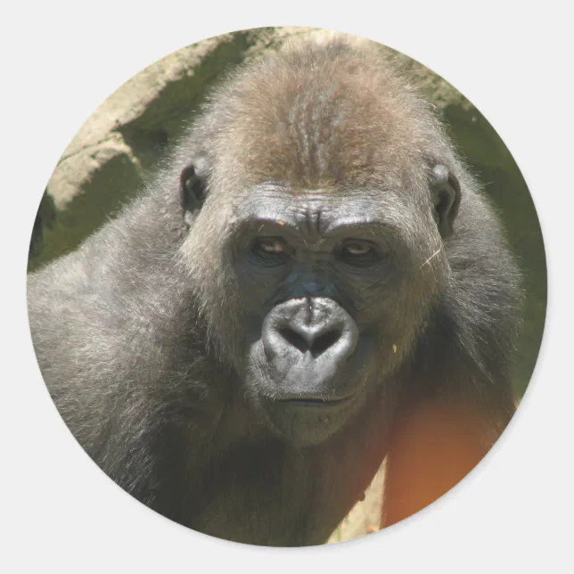 Gorilla Stickers | Zazzle