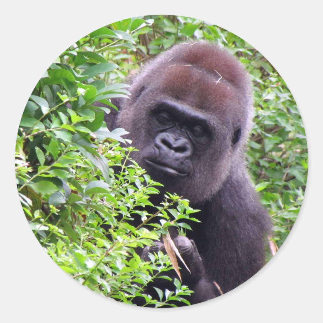 Gorilla Stickers | Zazzle