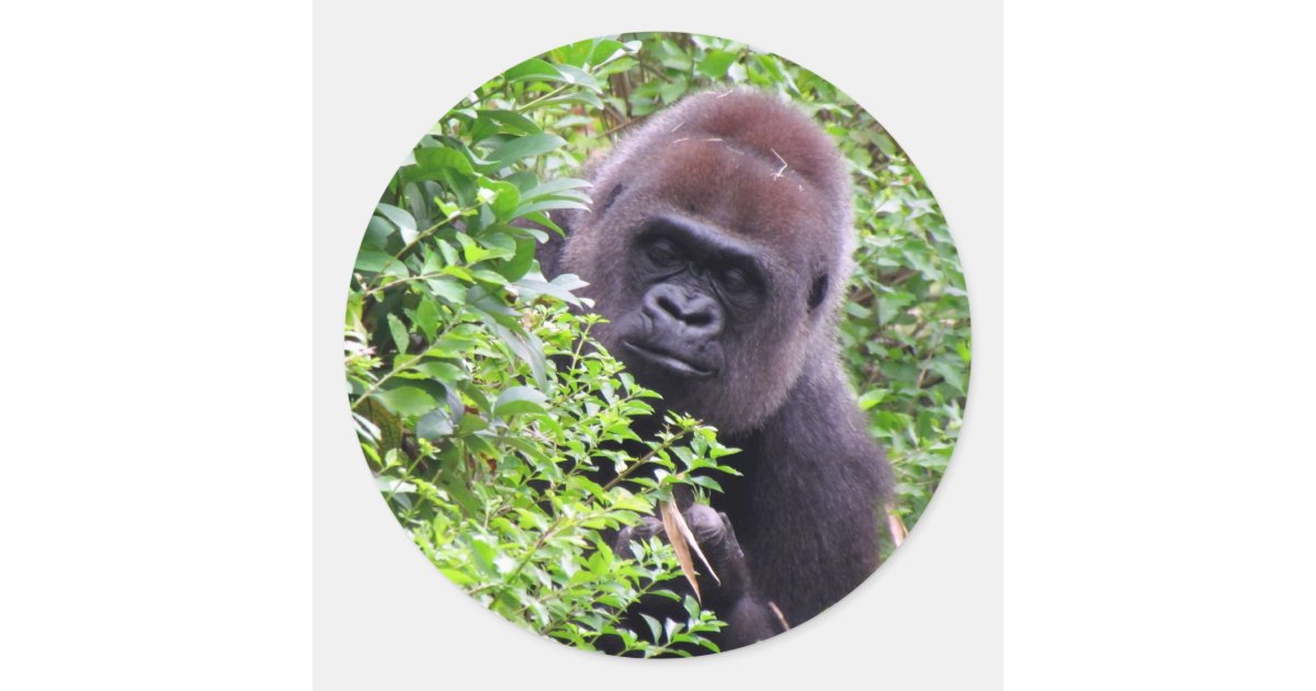 Gorilla Stickers | Zazzle