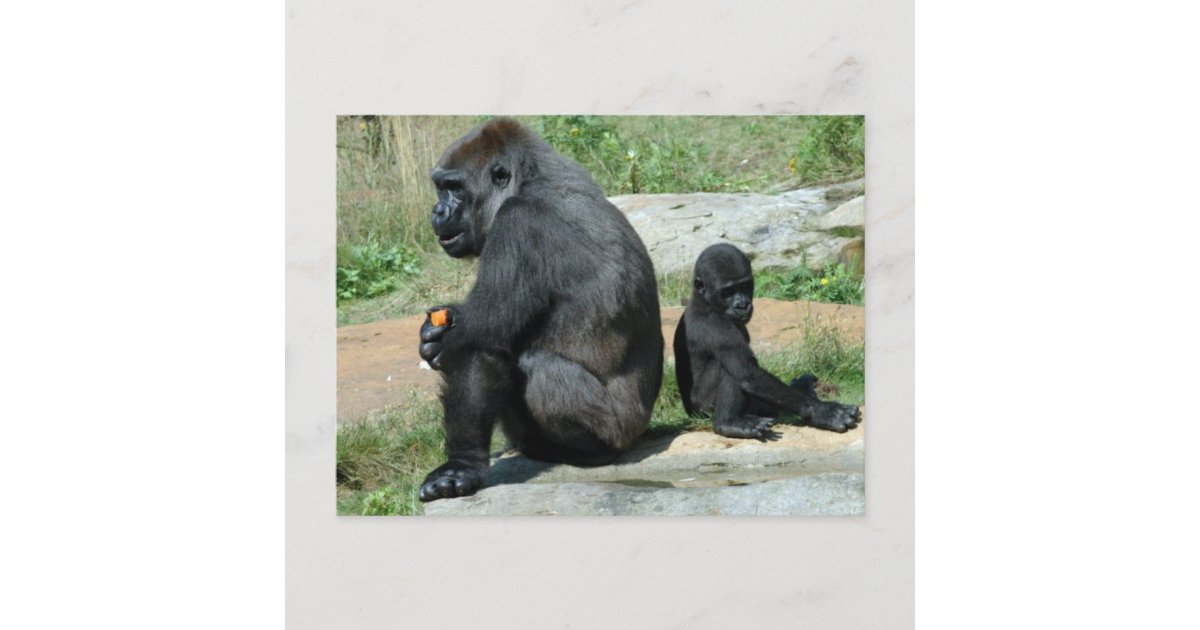 Gorilla Time Out Postcard | Zazzle