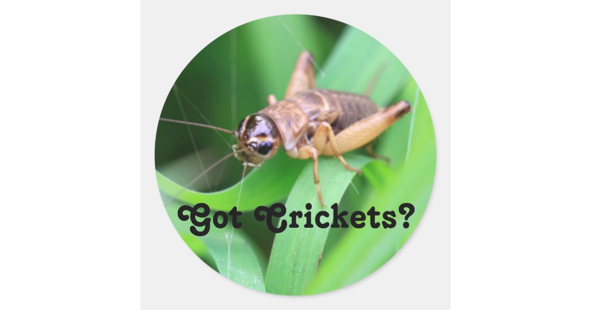 Got Crickets Classic Round Sticker | Zazzle