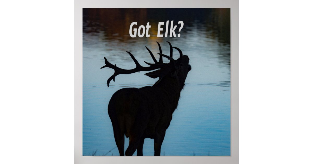 Got Elk? Funny Hunter Humor Poster | Zazzle