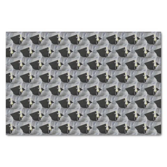 Graduation Cap & Diploma Tissue Paper | Zazzle