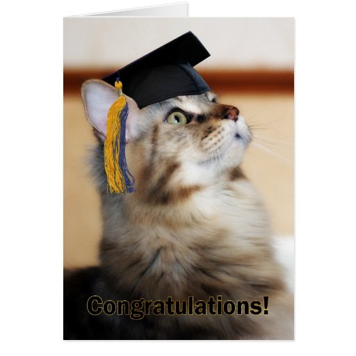 Congratulations Kitten