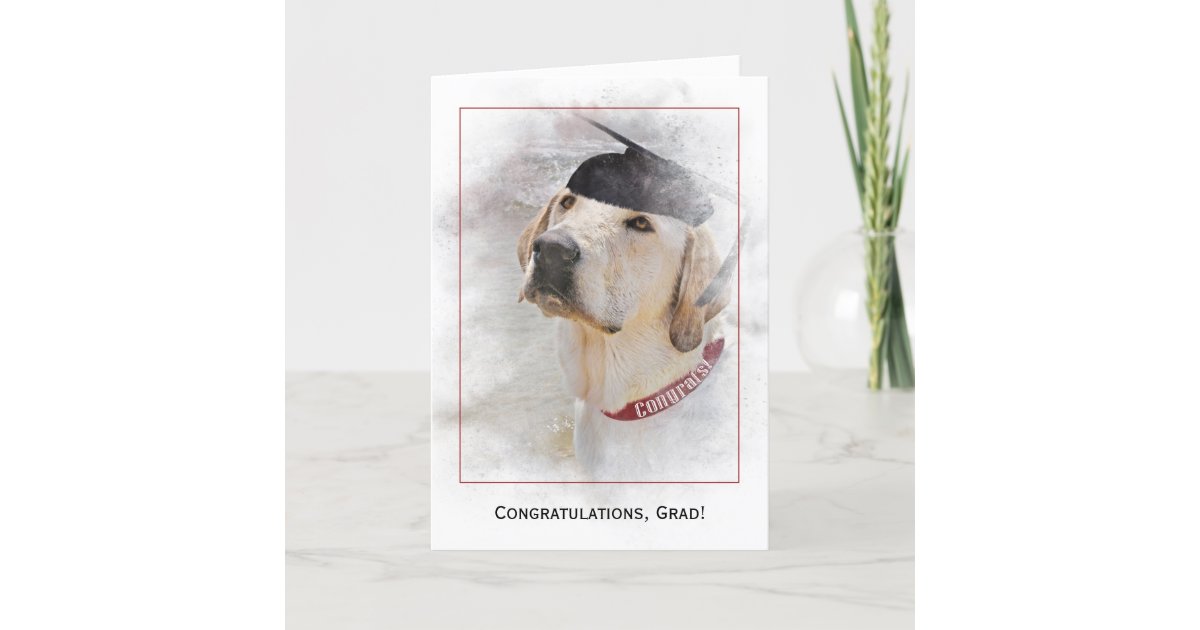 graduation congratulations Labrador Retriever Card | Zazzle