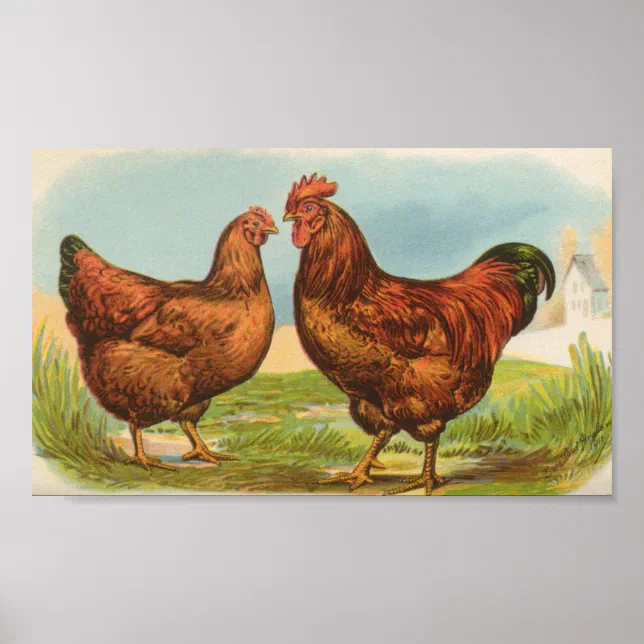 Graham - Rhode Island Red Chickens Poster | Zazzle