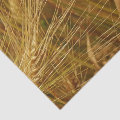 Grains of wheat in the field. It’s Harvest Time! Tissue Paper | Zazzle