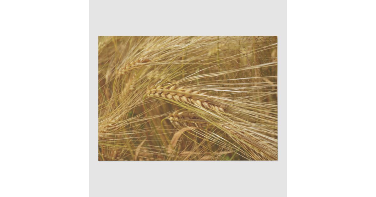 Grains of wheat in the field. It’s Harvest Time! Tissue Paper | Zazzle
