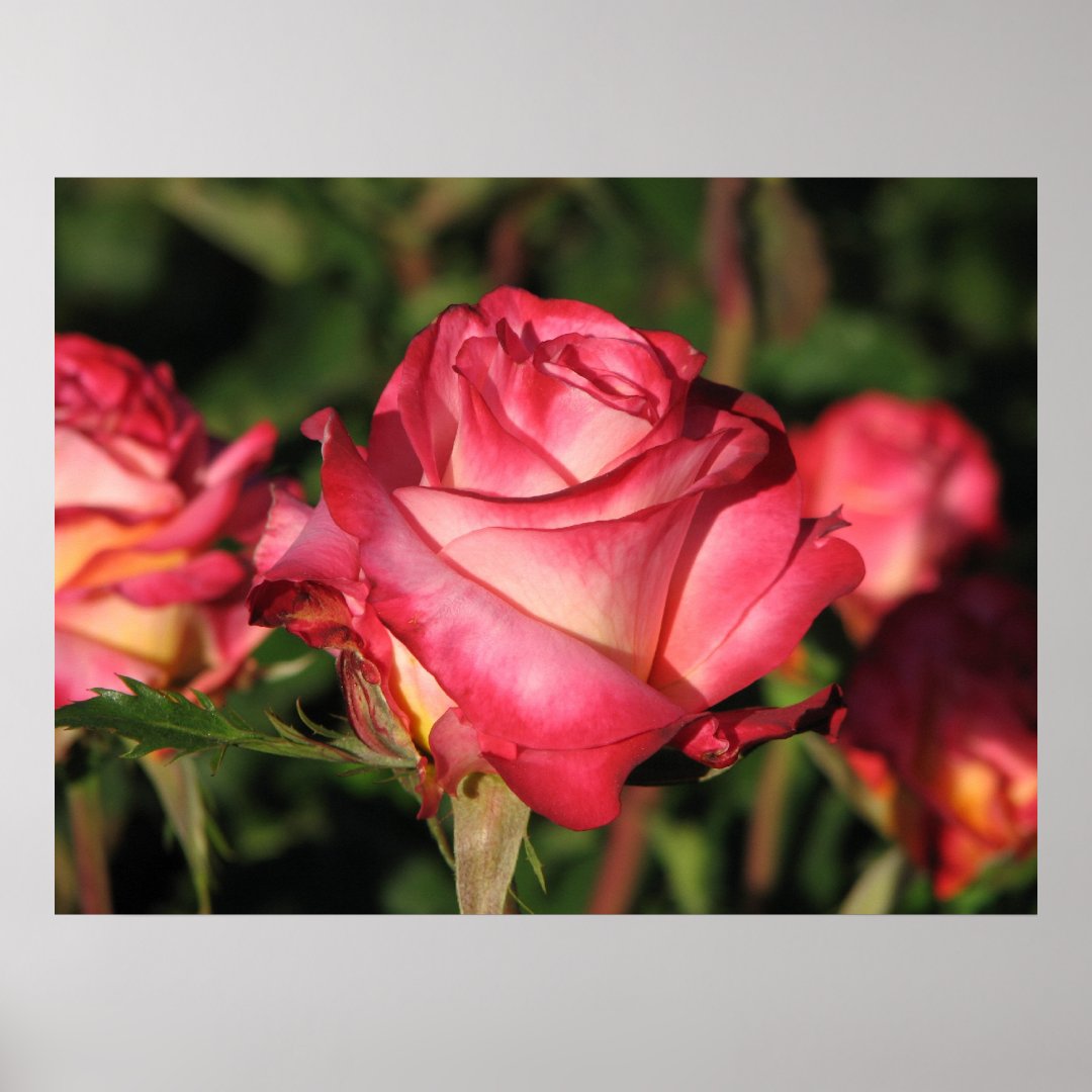 Granada Hybrid Tea Roses 046 Poster | Zazzle