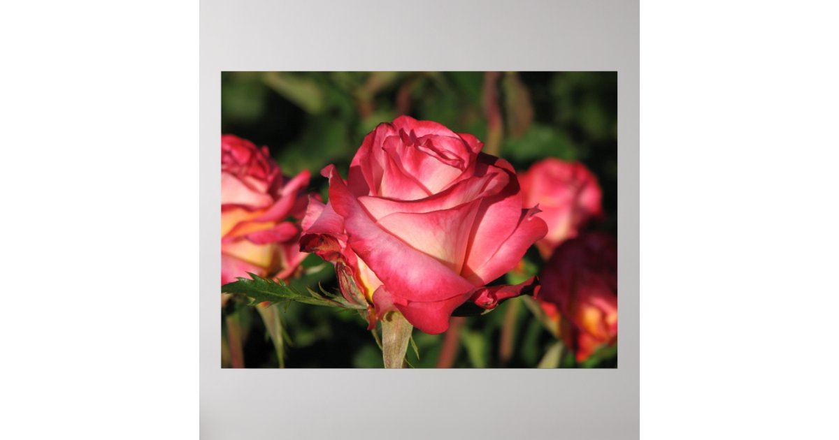 Granada Hybrid Tea Roses 046 Poster | Zazzle