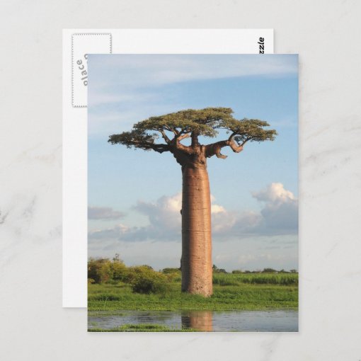 Grandidier's Baobab Madagascar Postcard | Zazzle