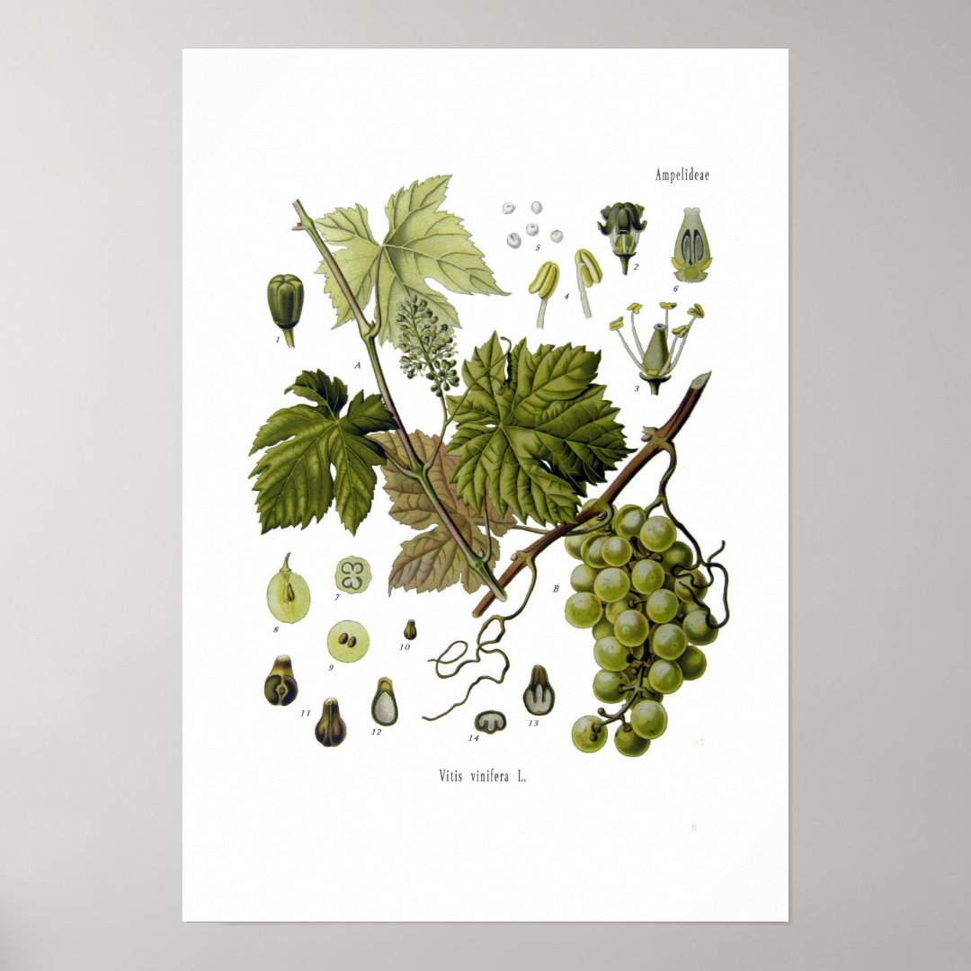 Grape vine poster | Zazzle