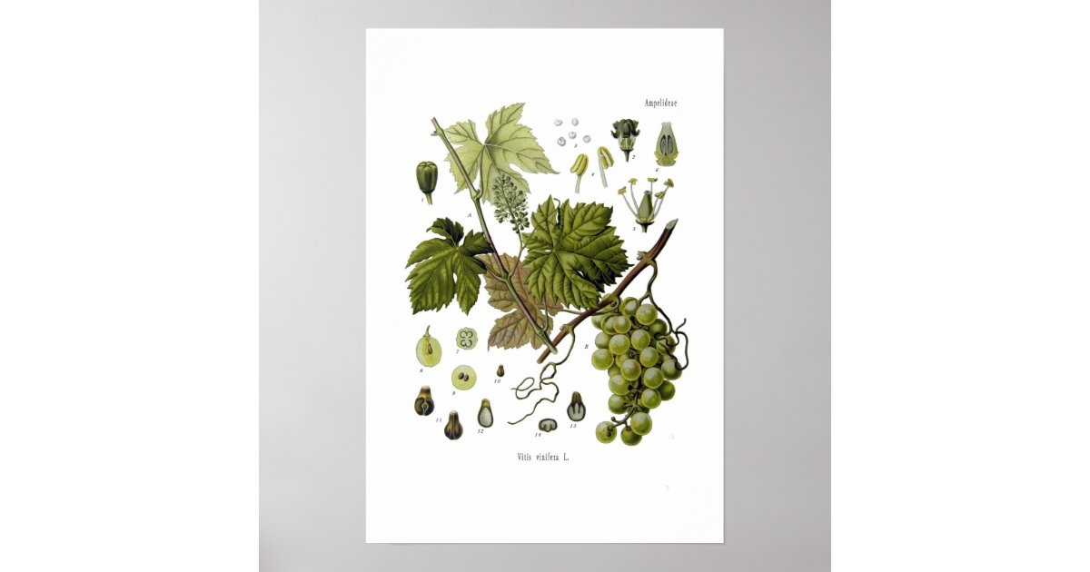 Grape vine poster | Zazzle