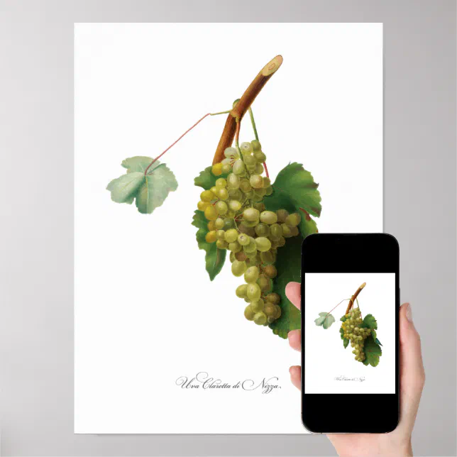 Grape vine - Vintage illustration Poster | Zazzle