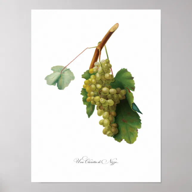 Grape vine - Vintage illustration Poster | Zazzle
