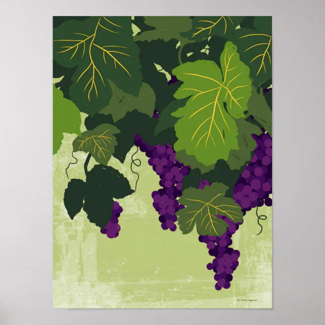 Grapes on the Vine Poster | Zazzle