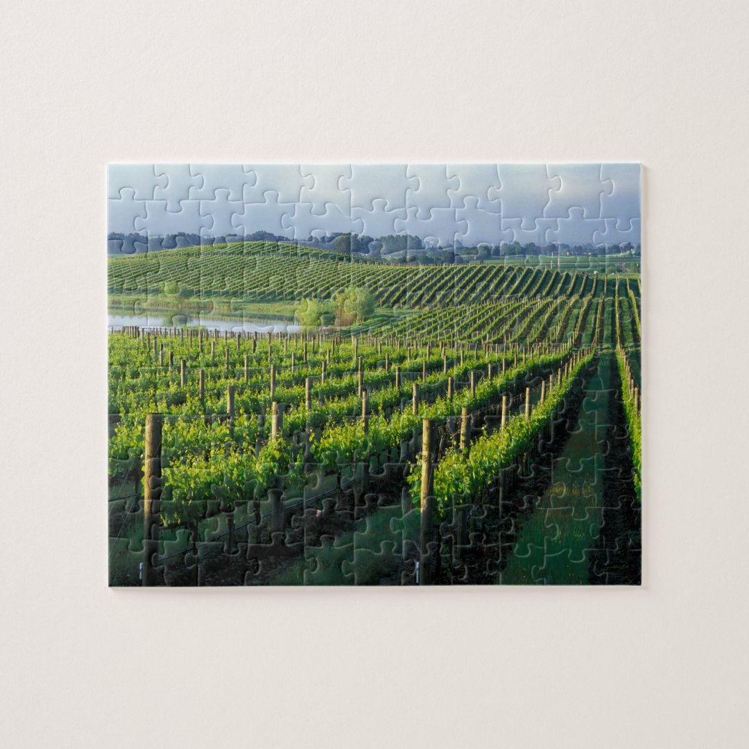 Grapevines in neat rows in California's Napa Jigsaw Puzzle | Zazzle