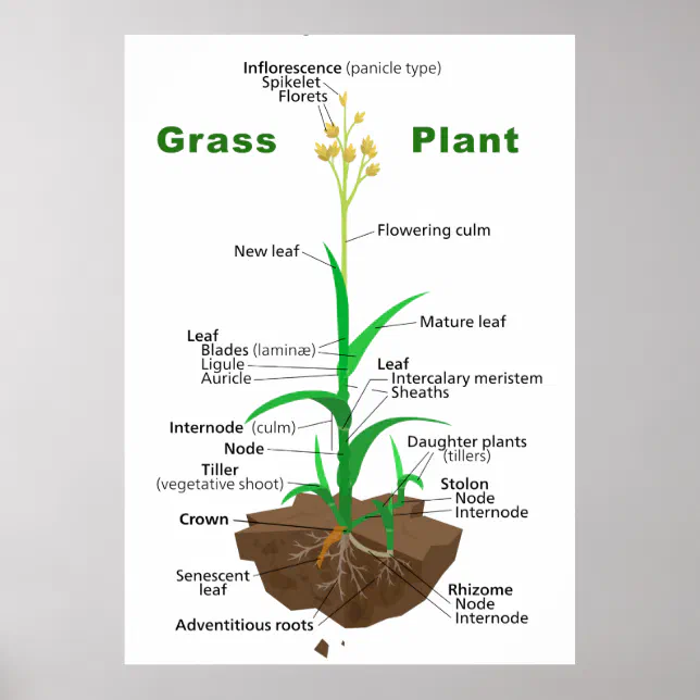 Grass Graminoids Plant Diagram Poster | Zazzle