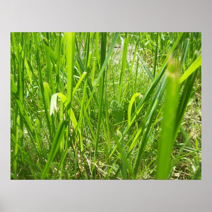 Grass Poster | Zazzle.com