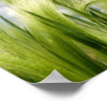 Grass Poster | Zazzle