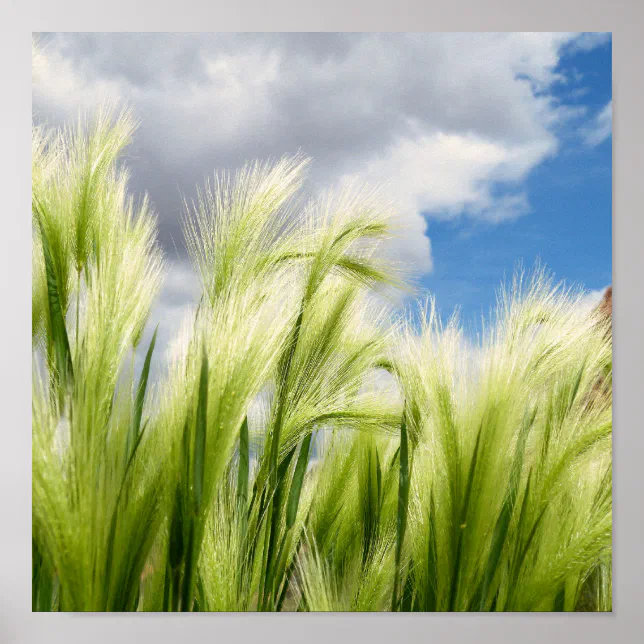 Grass Poster | Zazzle
