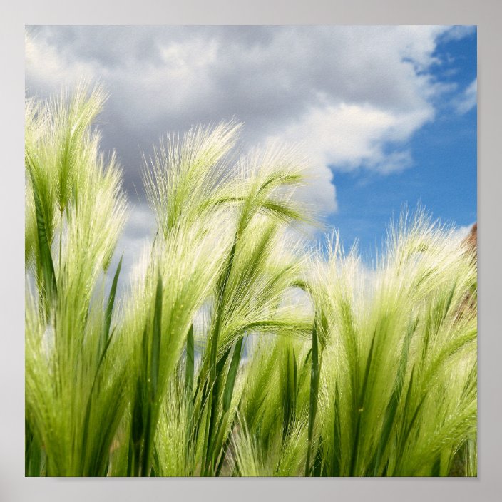 Grass Poster | Zazzle.com