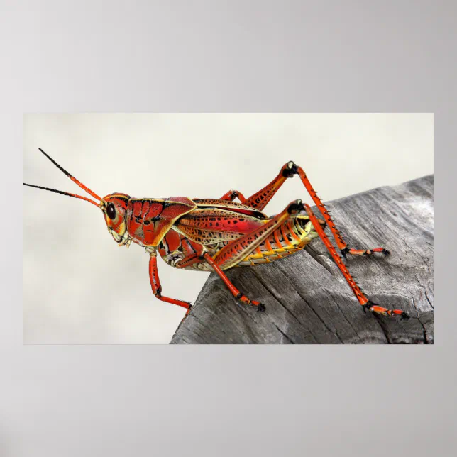 Grasshopper Bug Insect Artwork Photo Poster | Zazzle