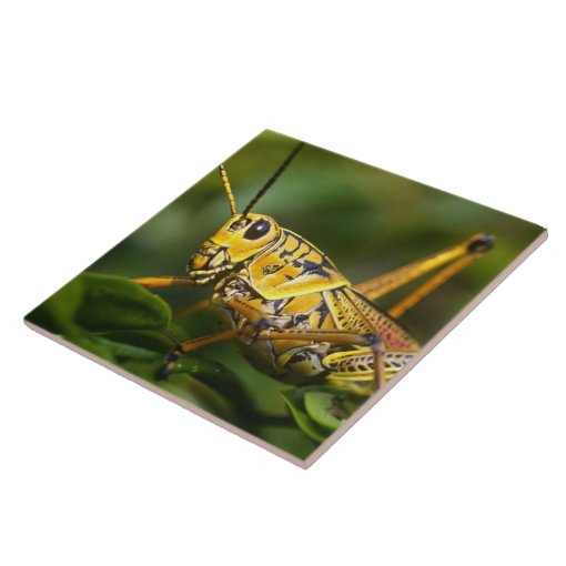 Grasshopper, Everglades National Park, Florida, Ceramic Tile | Zazzle