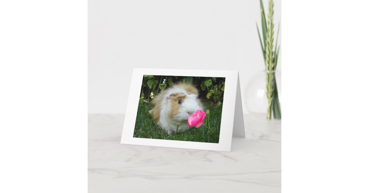 GRATEFUL GERBIL HAPPY IT'S "YOUR" BIRTHDAY NOT HIS CARD | Zazzle