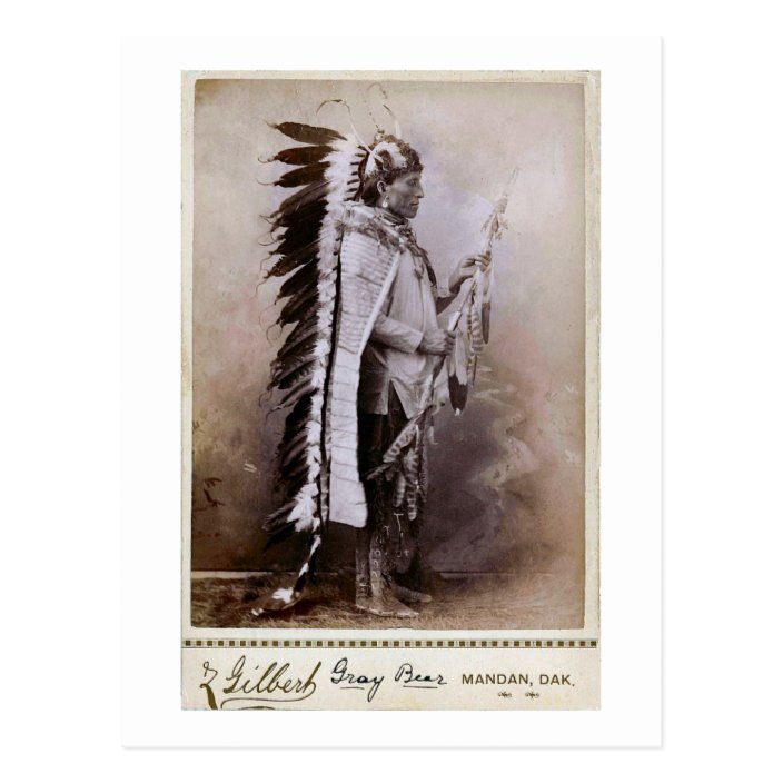Gray Bear 1880 Postcard | Zazzle.com