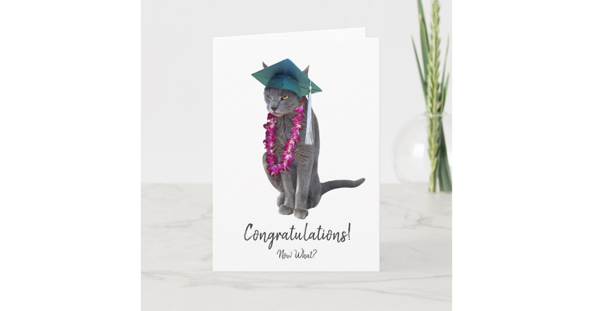 Gray Cat Graduation Card | Zazzle