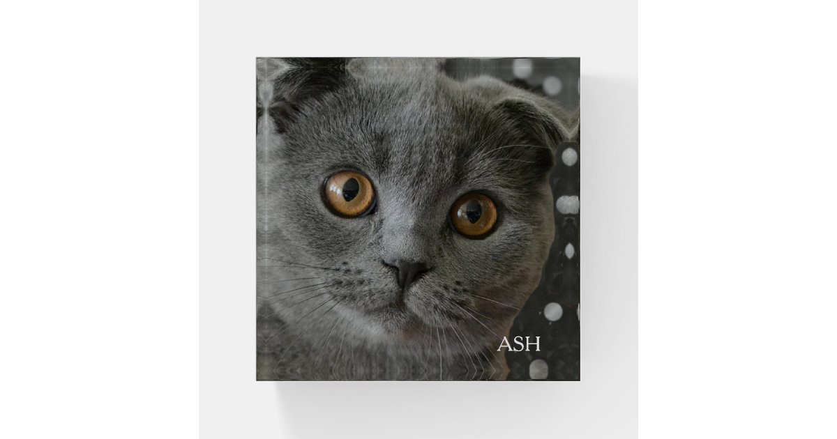 Gray Cat Photo Paperweight | Zazzle