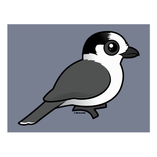 Canadian Geographic Names Gray Jay New National Bird