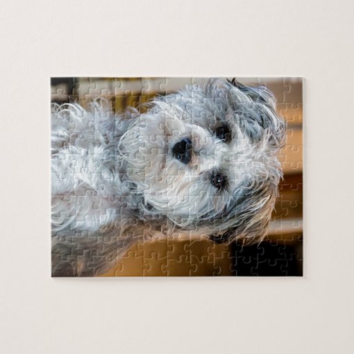 Gray Miniature Schnauzer Jigsaw Puzzle | Zazzle