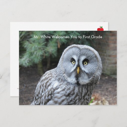 Gray Owl Welcome Students Custom Postcard | Zazzle