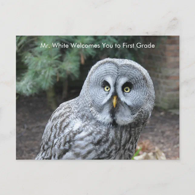 Gray Owl Welcome Students Custom Postcard | Zazzle