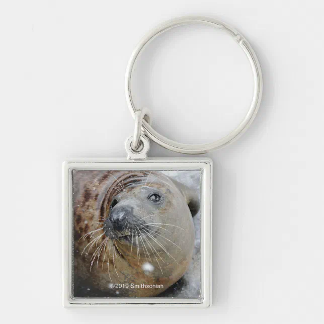 Gray Seal on Ice Keychain | Zazzle