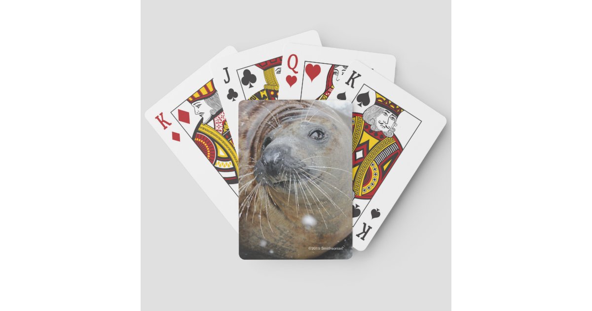 Gray Seal on Ice Poker Cards | Zazzle