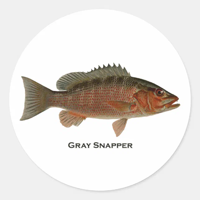 Gray Snapper Logo Classic Round Sticker | Zazzle