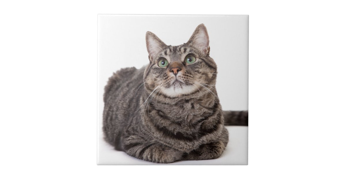 Gray Tabby Cat Ceramic Tile | Zazzle