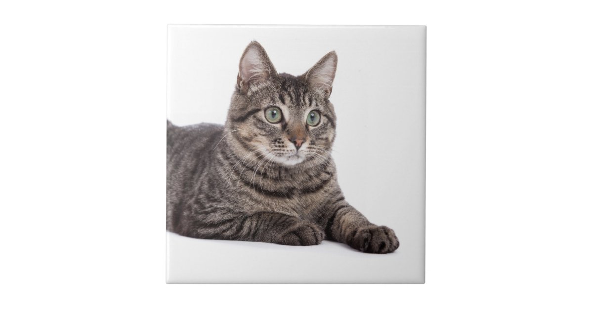Gray Tabby Cat Ceramic Tile | Zazzle
