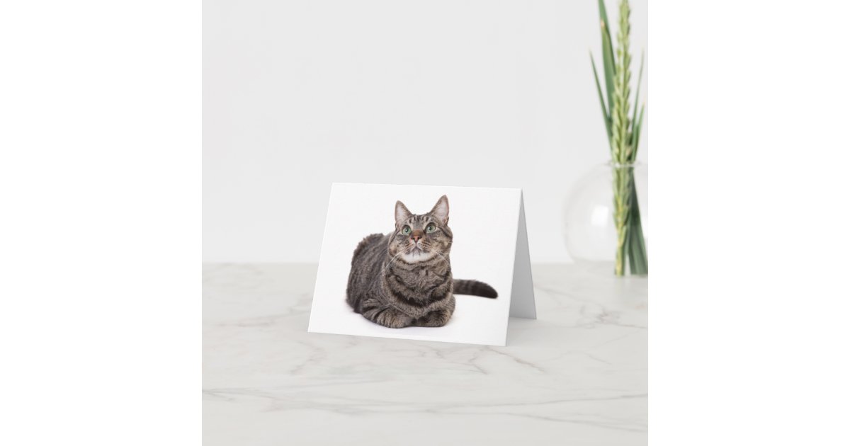 Gray Tabby Cat Note Card | Zazzle